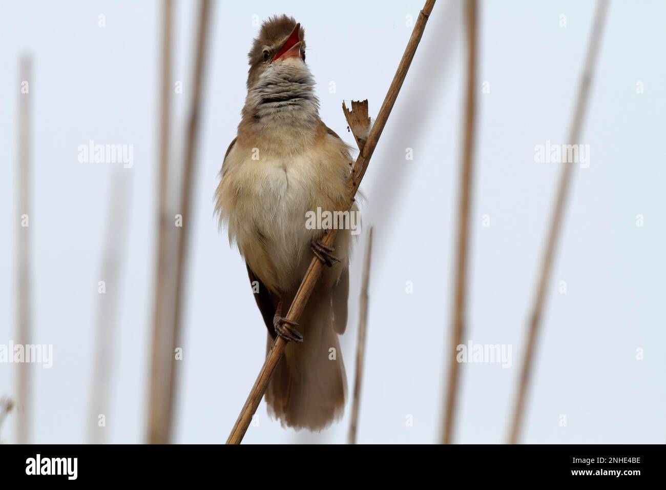 Great reed warbler (Acrocephalus arundinaceus) on the singing platform ...