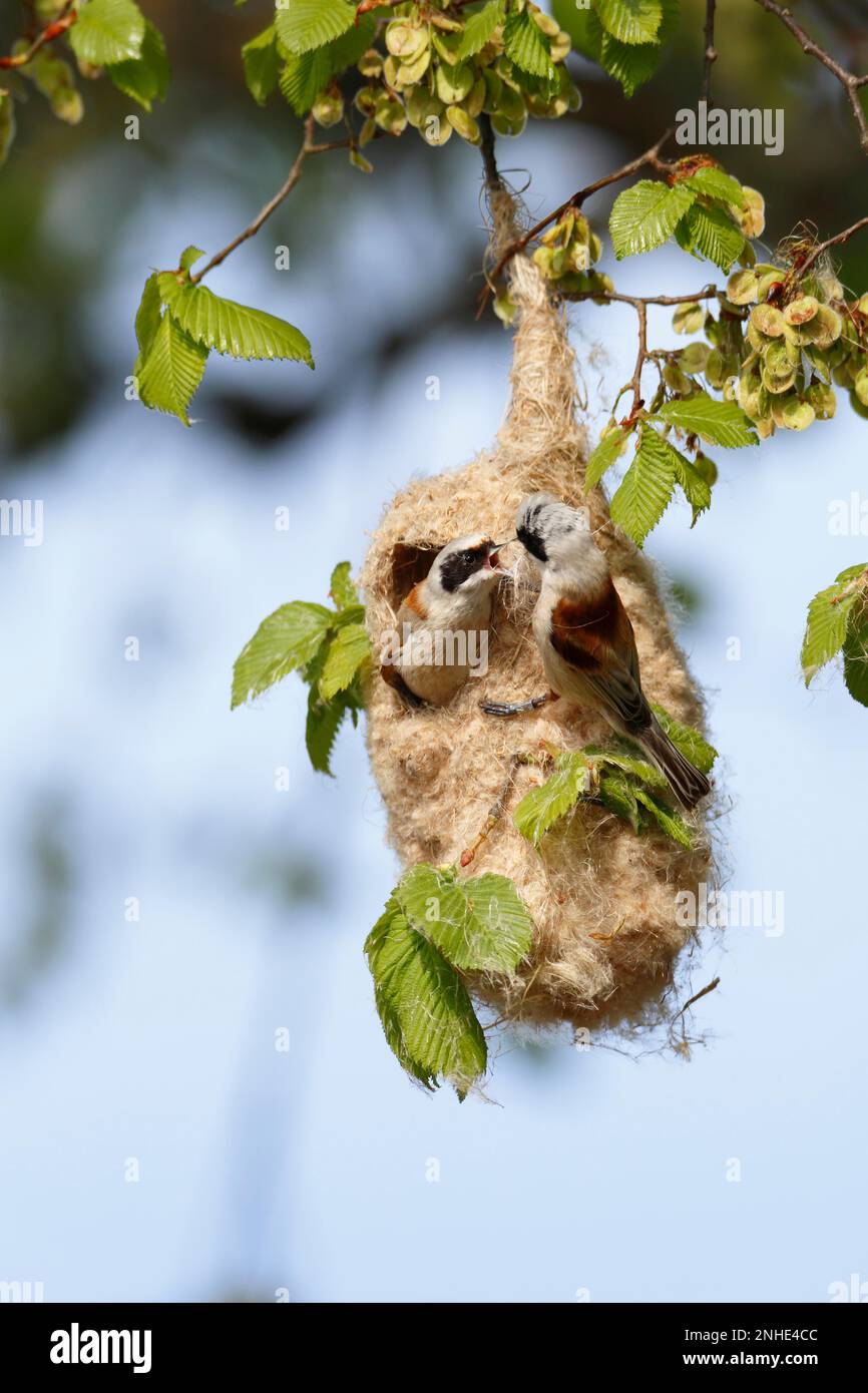 Eurasian penduline tit (Remiz pendulinus), two animals arguing at the ...