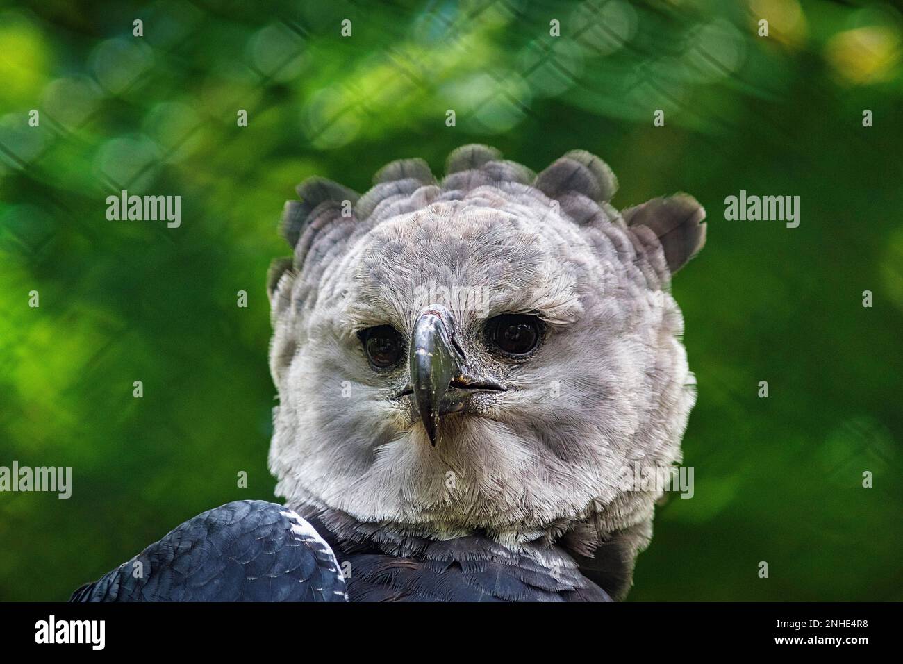 American harpy eagle (Harpia harpyja), portrait in enclosure, Bird Park ...