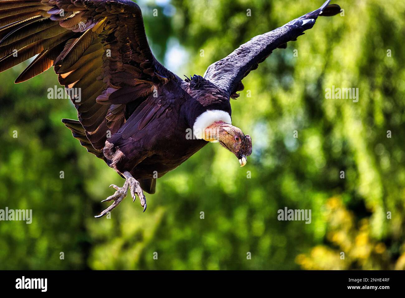 Condor zoo hi-res stock photography and images - Alamy