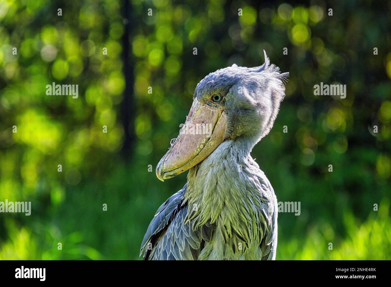 Shoebill (Balaeniceps rex), Abu Markub, portrait, captive, Bird Park ...