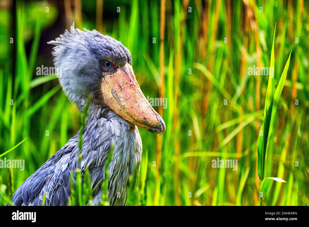 Shoebill (Balaeniceps rex), Abu Markub, portrait in grass, captive ...