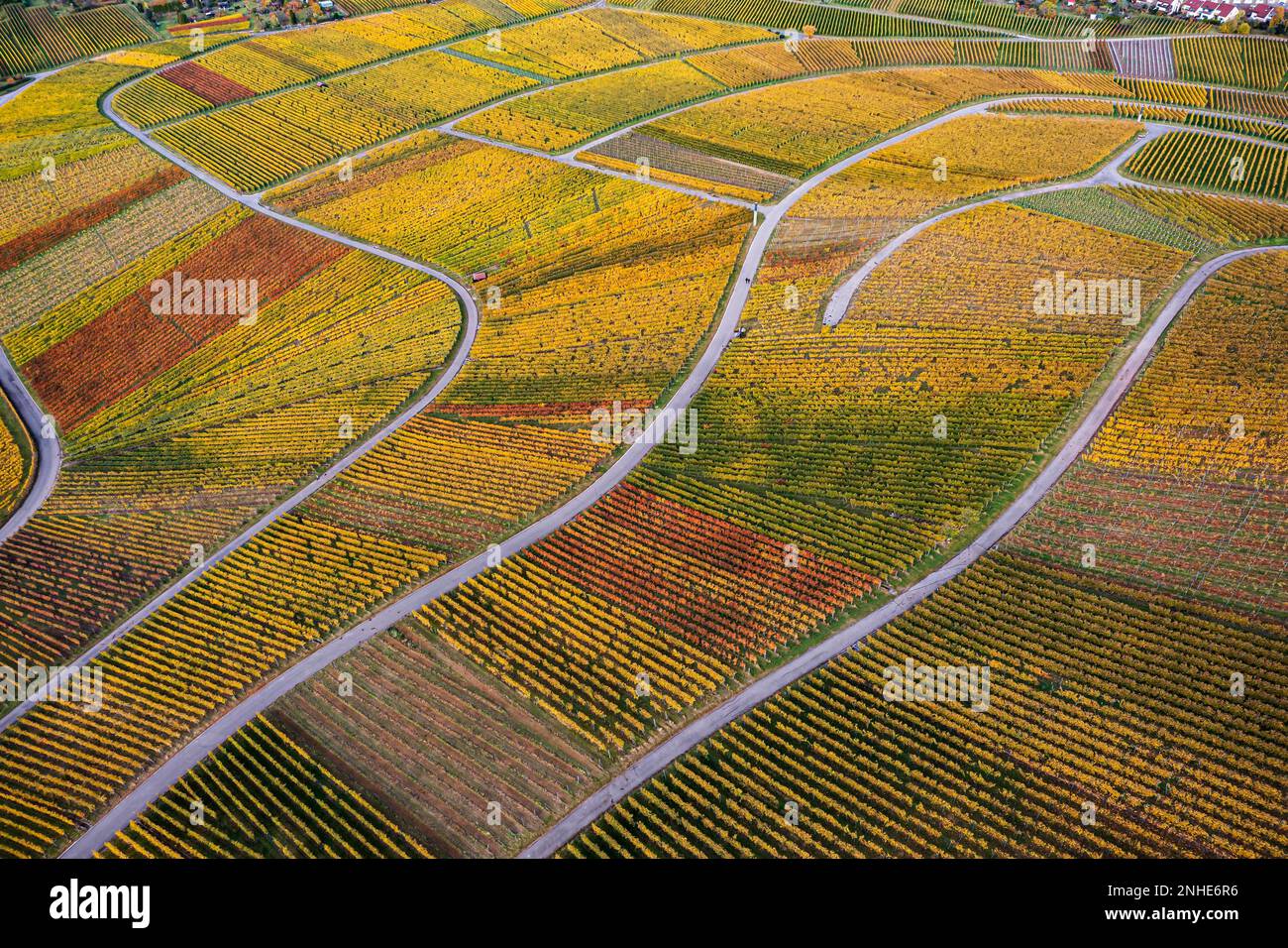 Vineyard in autumn, the vines show themselves in bright colours, drone ...