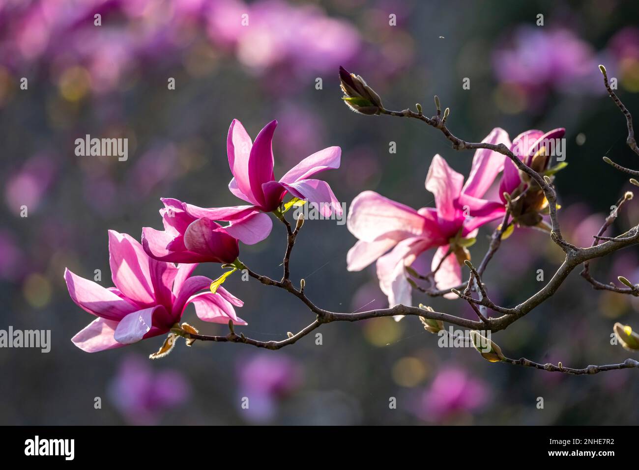 Magnolia blossom in spring, the largest magnolia grove north of the A l ...
