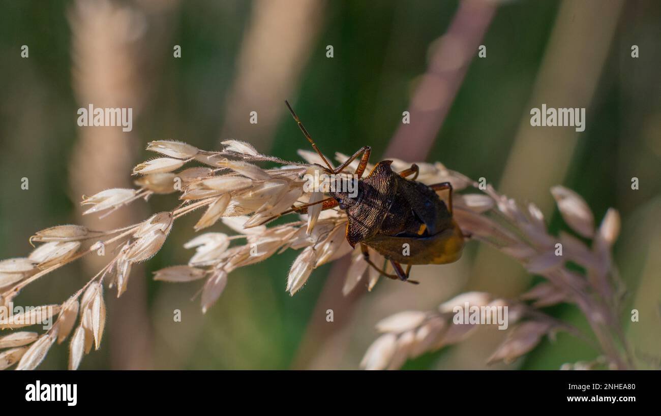 A Shield bug (stink bug) clinging to a dry grass head Stock Photo - Alamy