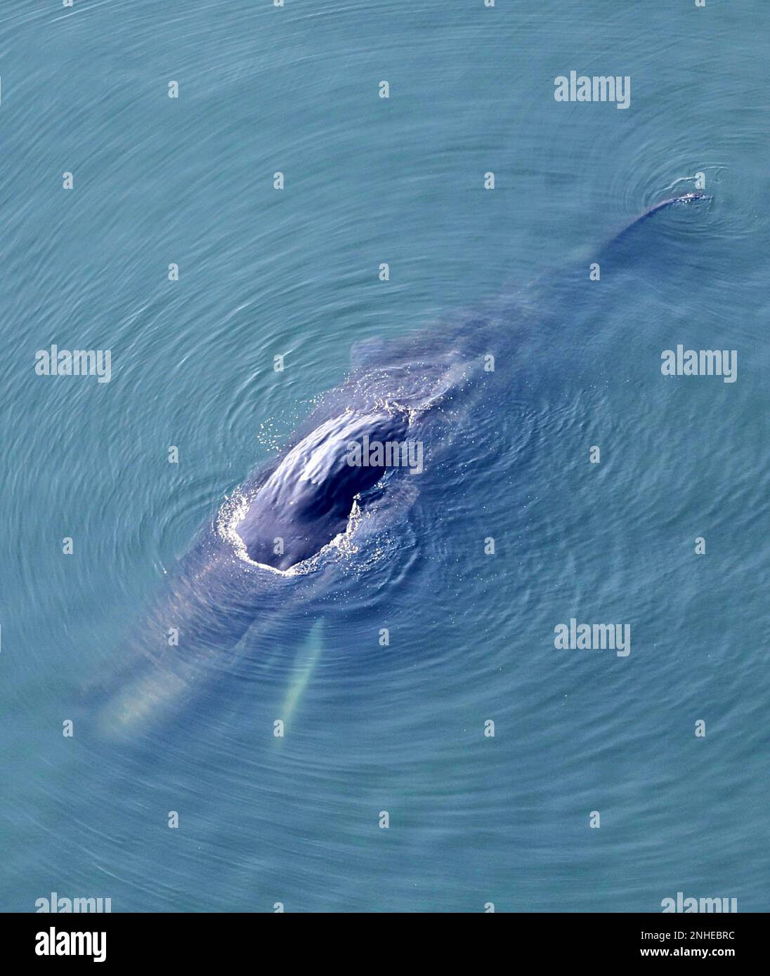 An aerial photo shows a sperm whale remaining in the mouth of Osaka Bay ...