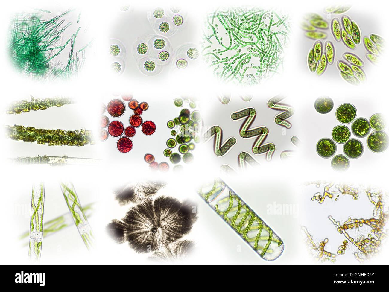 Microalgae under microscopic view, green algae, cyanobacteria ...