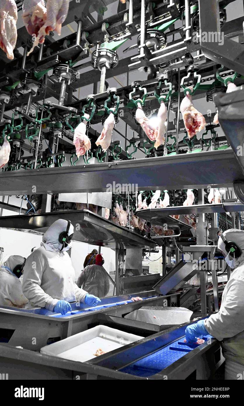 Chickenmeat which will be exported to Japan arepictured at a factory in ...