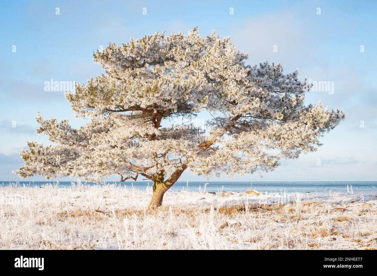 Pine tree growing on beach hi-res stock photography and images - Alamy