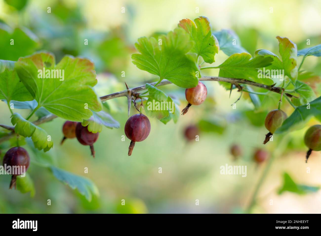 Gooseberry branch with ripe berries. Ribes uva-crispa, European ...