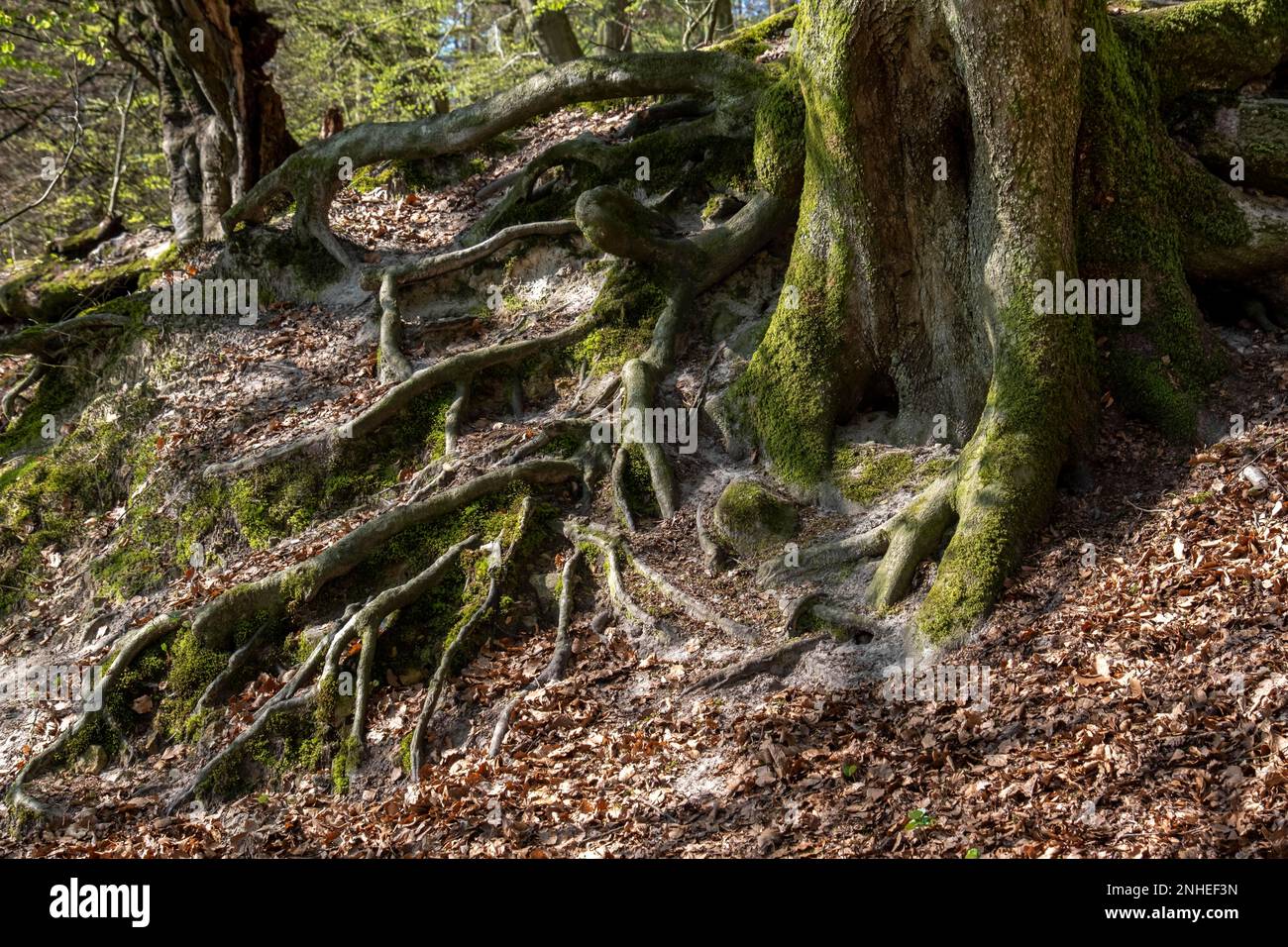 Entwined root hi-res stock photography and images - Alamy