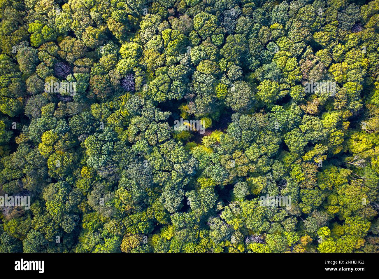 Lush green vibrant plant growth patterns hi-res stock photography and ...