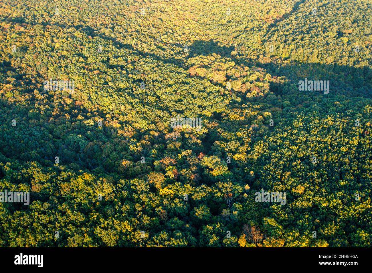 natural texture of a dense leafy forest during summer, taken from a ...