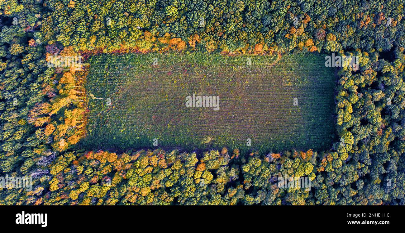 An aerial view of a rectangular-shaped deforested area, highlighting ...
