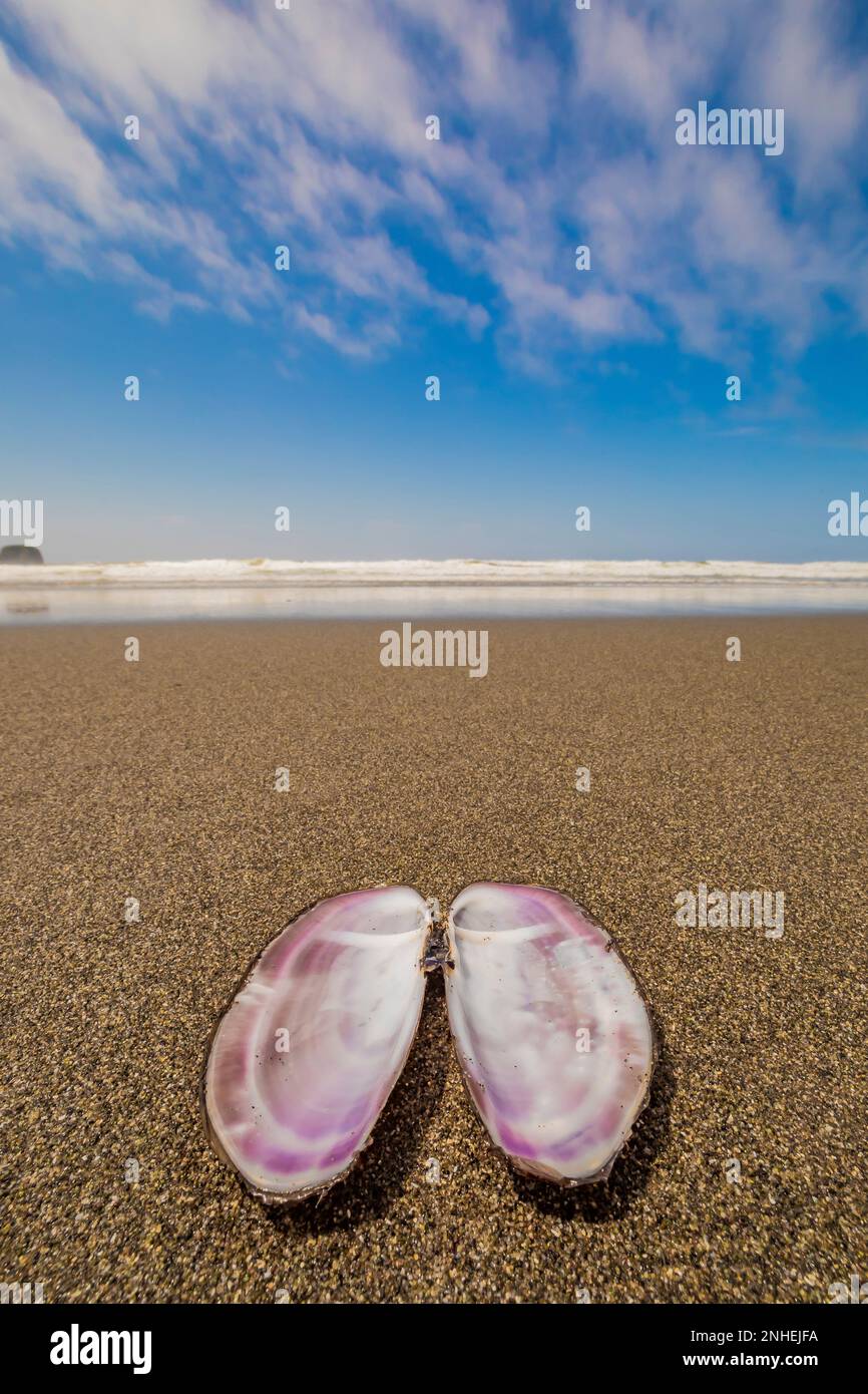 Pacific Razor Clam, Siliqua patula, shell on Shi Shi Beach in Olympic ...