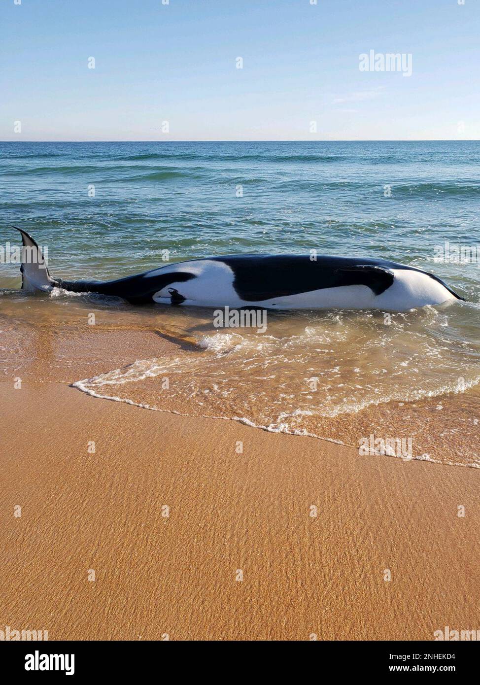 This photo provided by Flagler County Sheriff’s Office shows a dead killer whale in Palm Coast ...