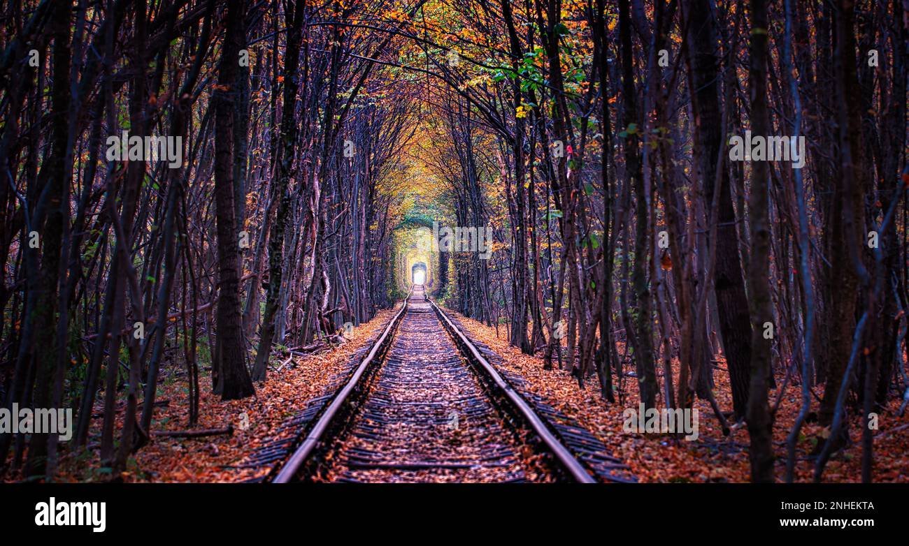 The railway tracks cut through a forest of vibrant autumn foliage ...