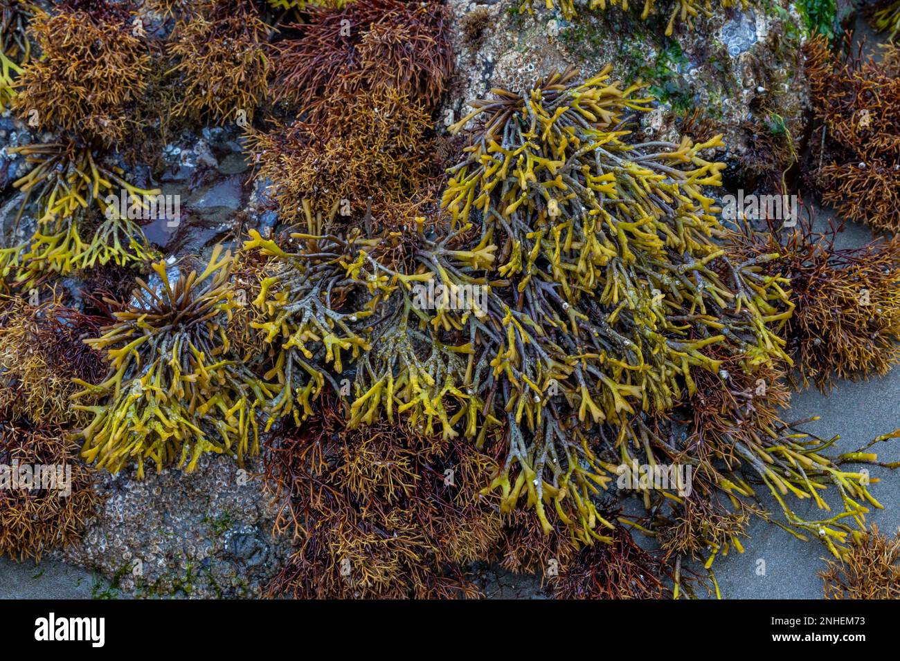 Rockweed, Fucus gardneri, with other kelp species at Point of Arches in ...