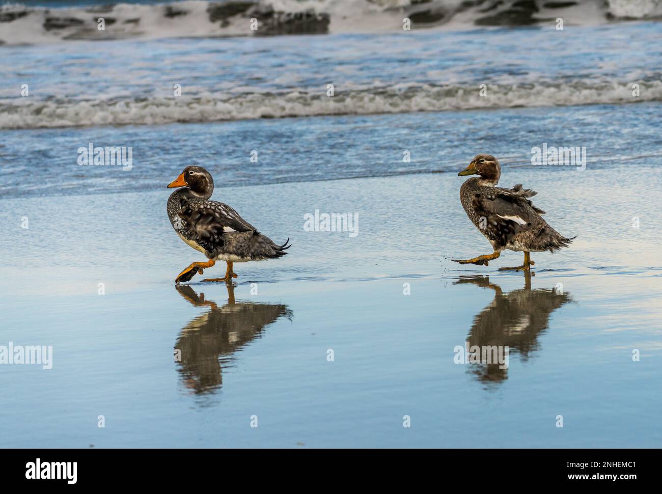 Pair of Falkland Steamer flightless ducks walking by the ocean at Bluff ...