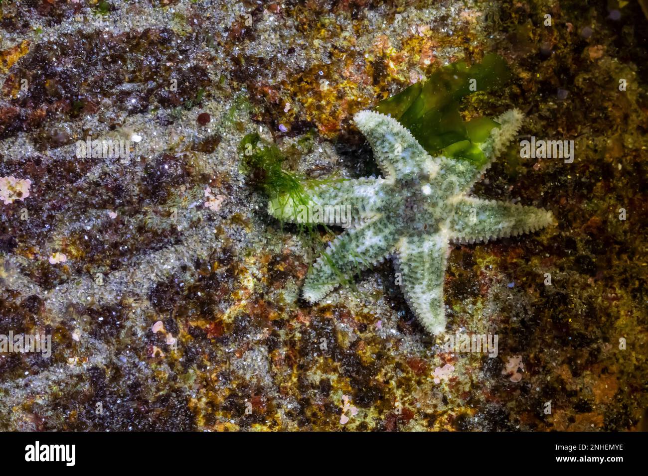 Small Six-Rayed Star, Leptasterias pusilla, on rocks of Point of Arches ...