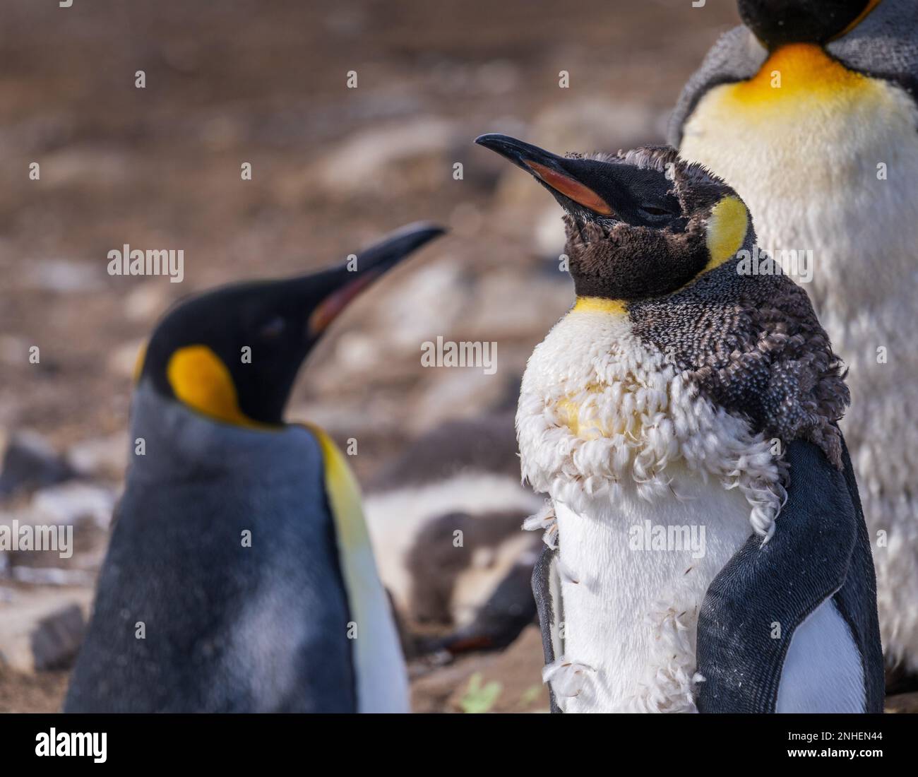 King Penguin juvenile losing its baby or initial feathers and fur among ...