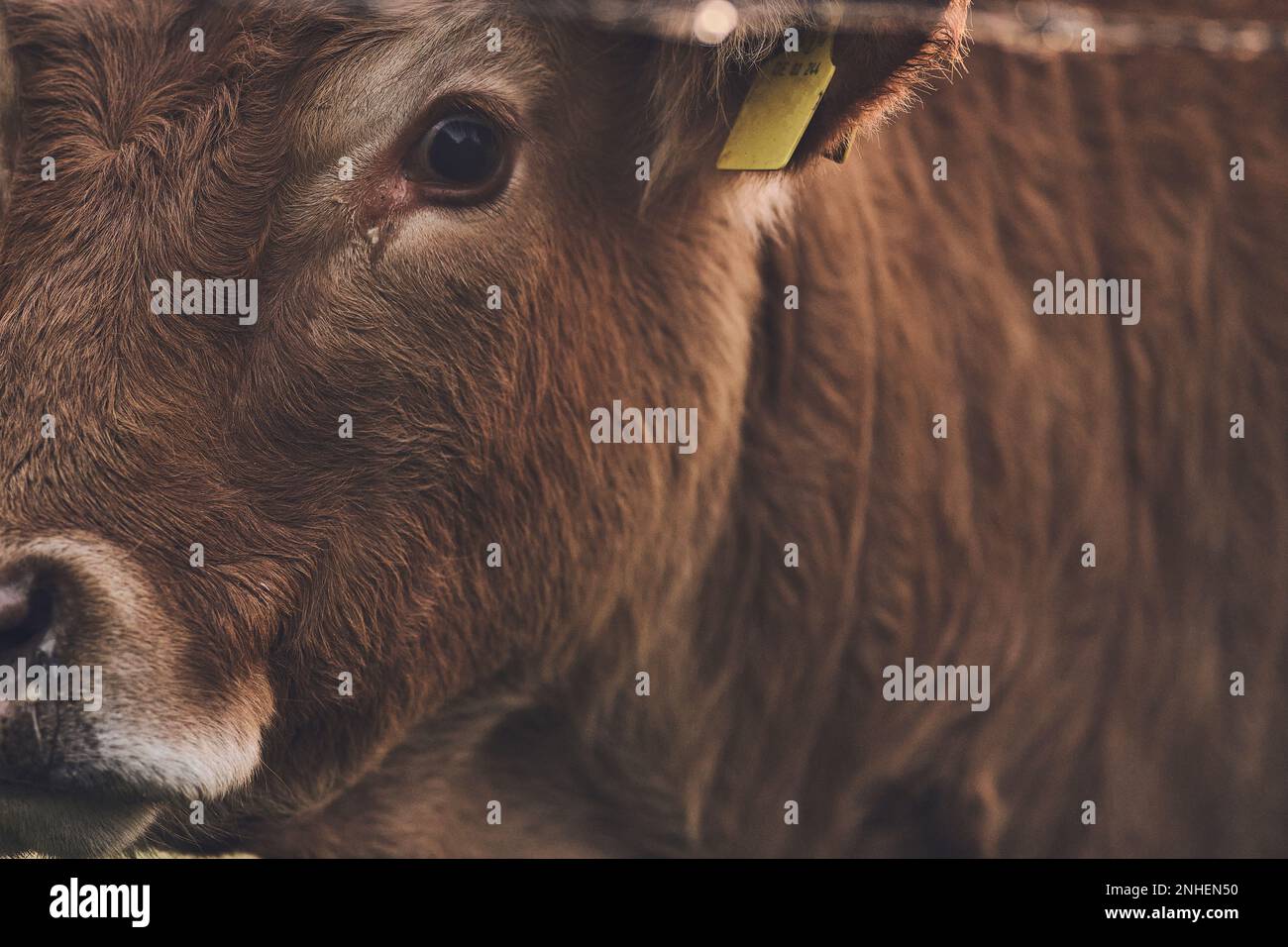 Brown Angus cow detail eye. High quality photo Stock Photo - Alamy