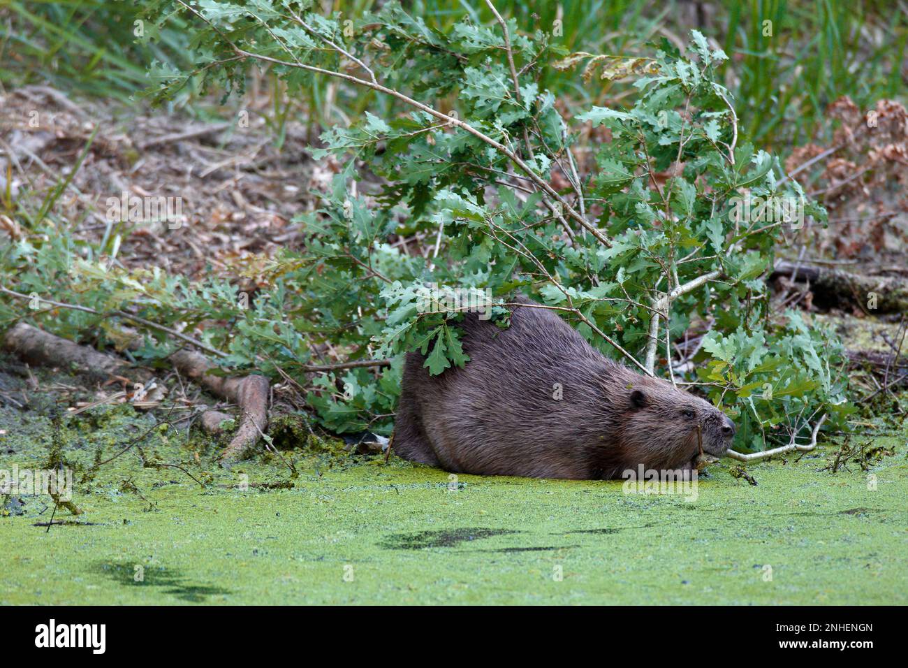 European beaver (Castor fiber) carrying food into a water body, Middle ...