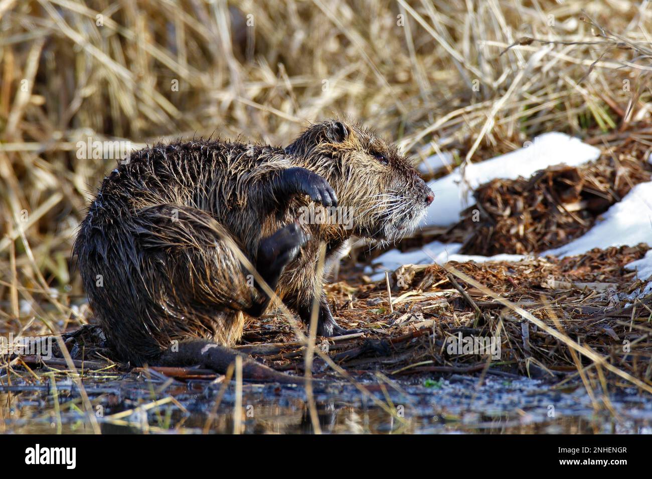 Nutria (Myocastor coypus), beaver rat, swamp beaver, nutria, tail rat ...