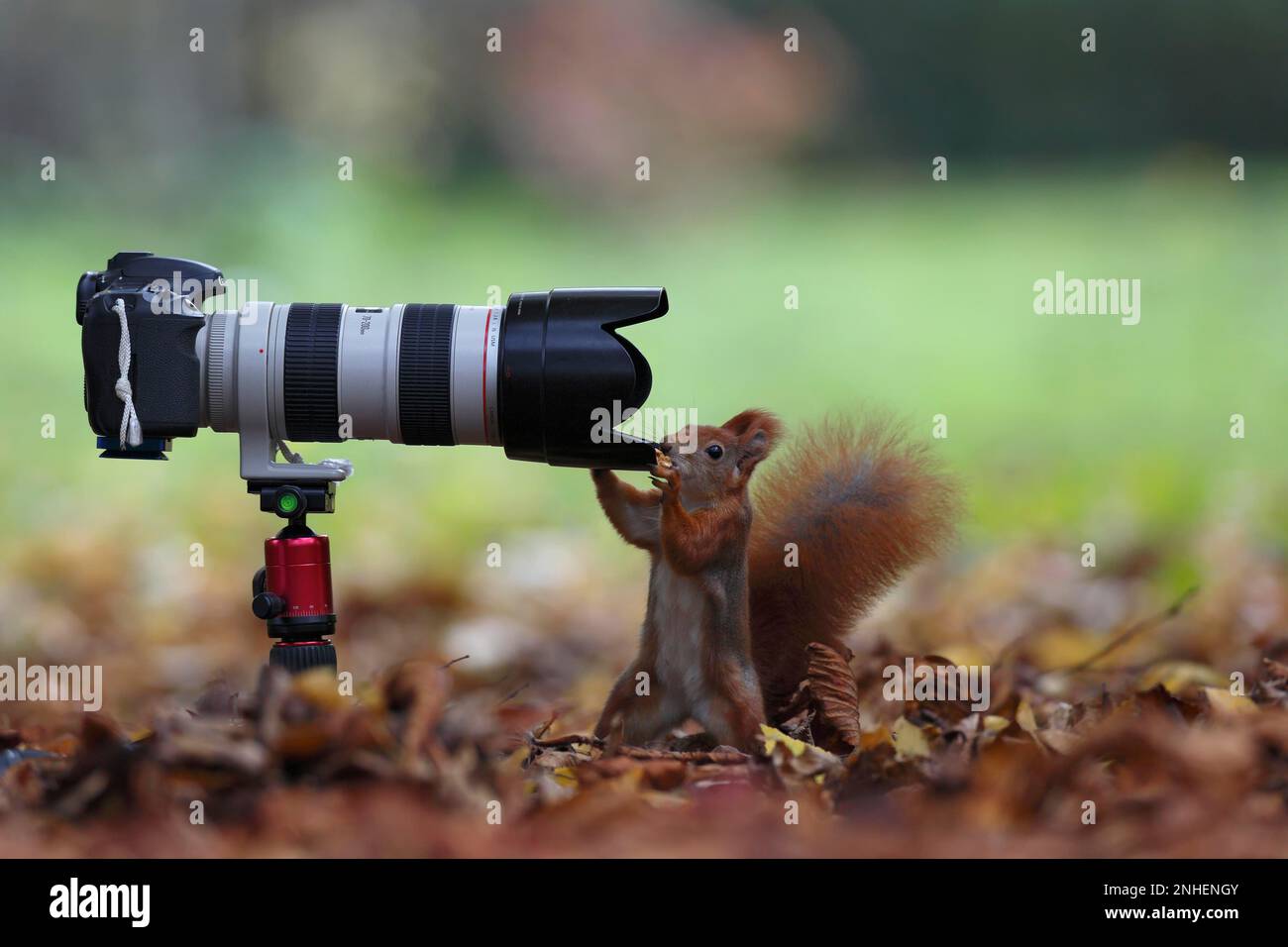 Eurasian red squirrel (Sciurus vulgaris), curious animal examines ...