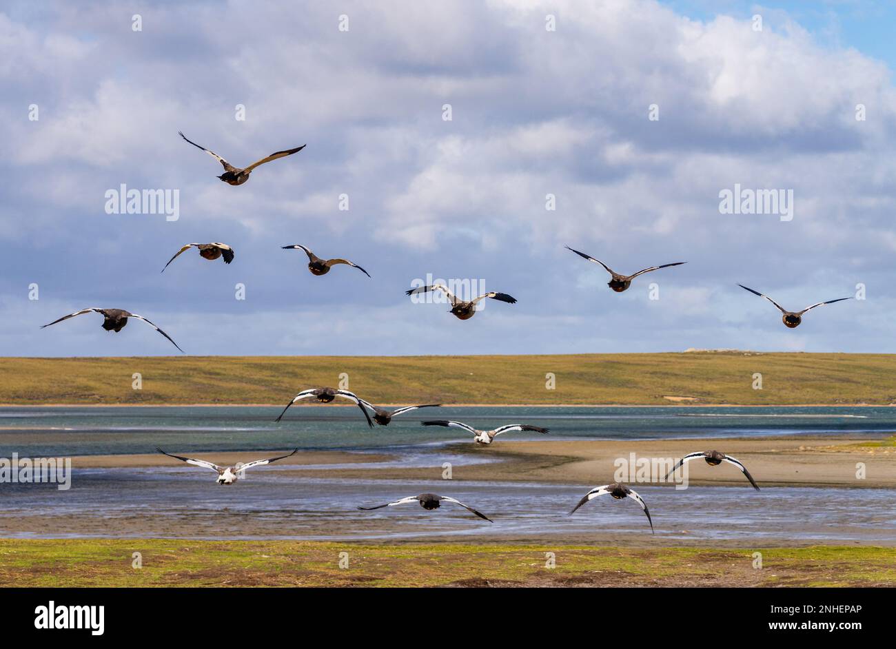 Skua seabirds taking off into flight by the ocean at Bluff Cove on ...
