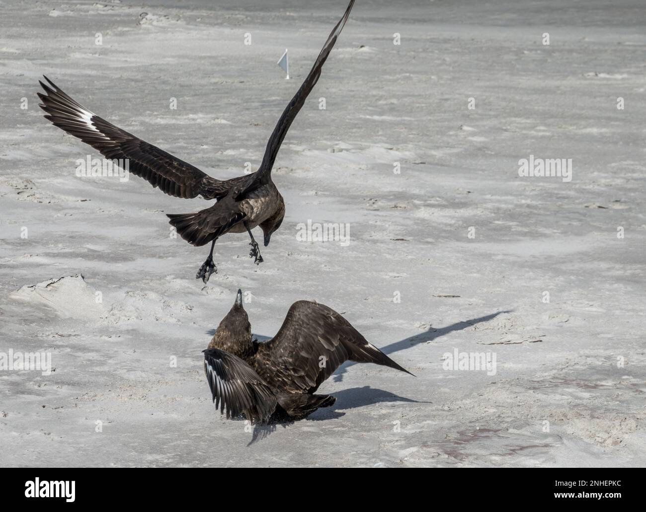 Skua seabirdsin aggressive fight at Bluff Cove on Falkland Islands ...
