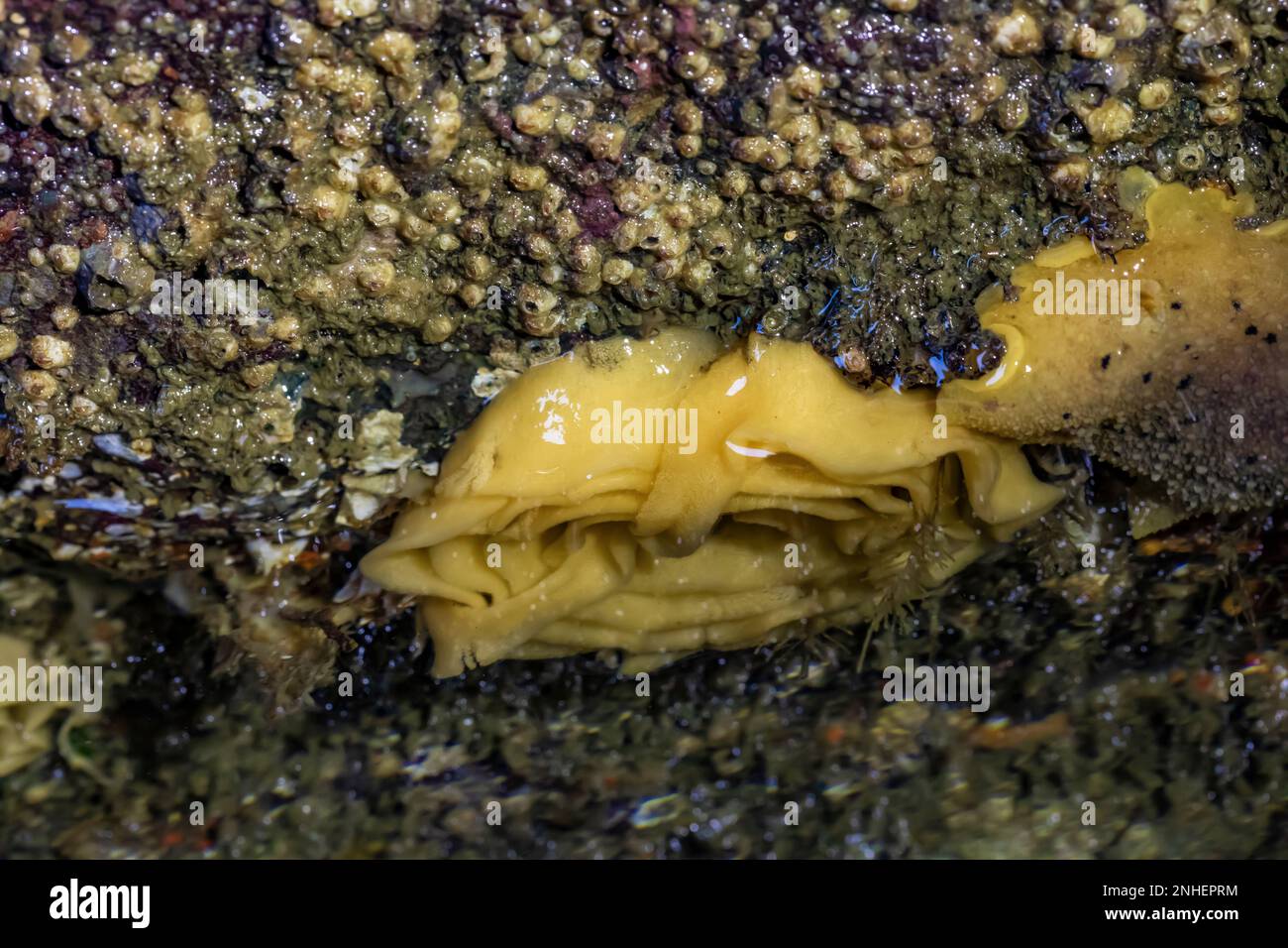 Monterey Dorid, Doris montereyensis, with egg mass it has laid, at ...