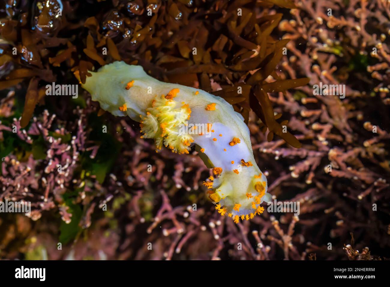 Modest Clown Dorid, Triopha modesta, in a Point of Arches tidepool in ...
