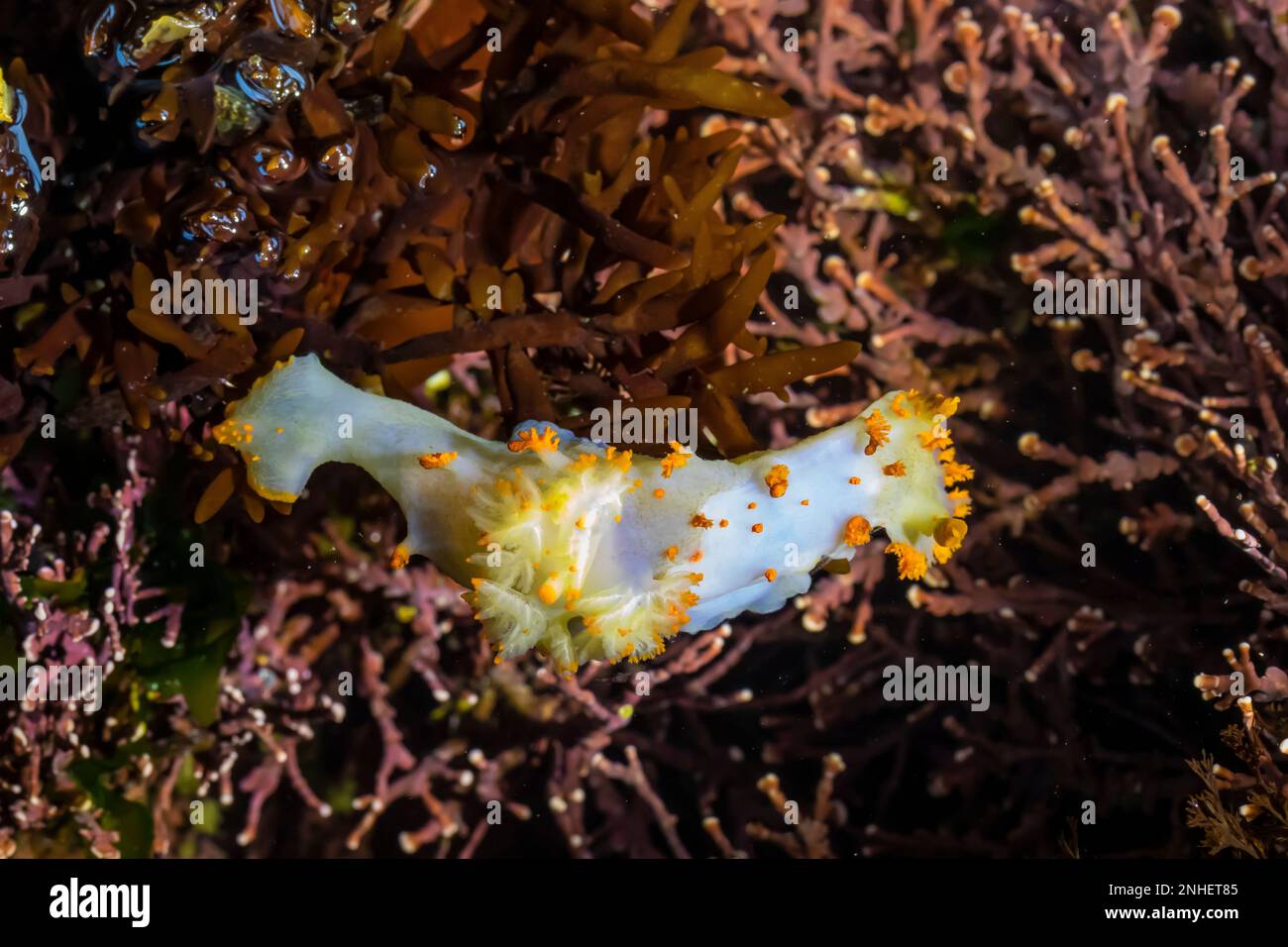 Modest Clown Dorid, Triopha modesta, in a Point of Arches tidepool in ...