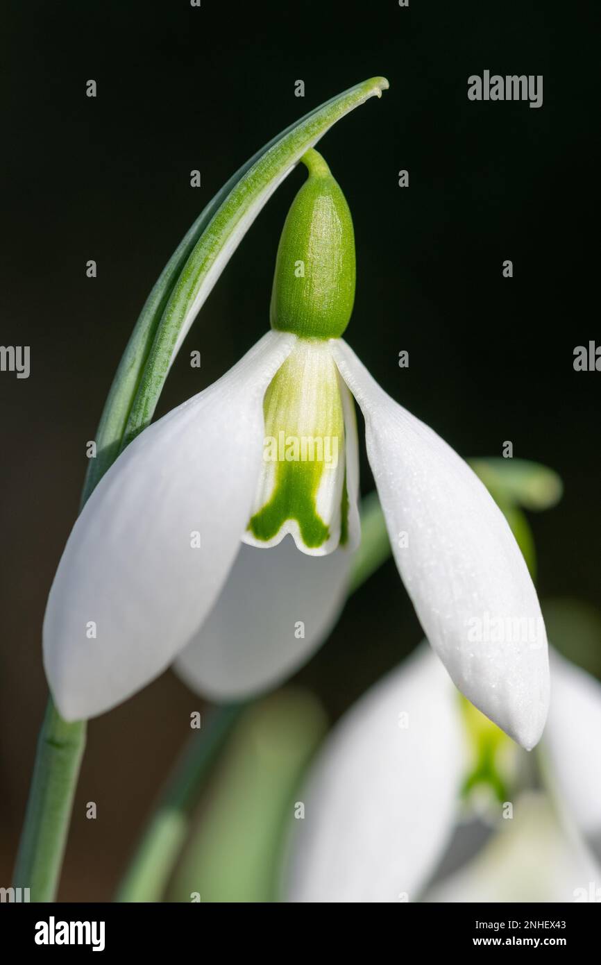 Fieldgate prelude hi-res stock photography and images - Alamy