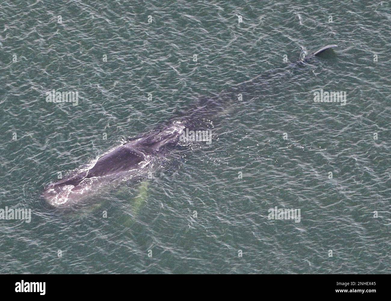 An aerial photo shows a whale that has strayed into the mouth of the ...
