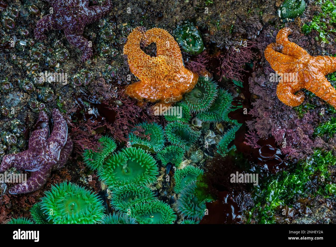 Ochre Sea Stars and Giant Green Anemones at Point of Arches in Olympic ...