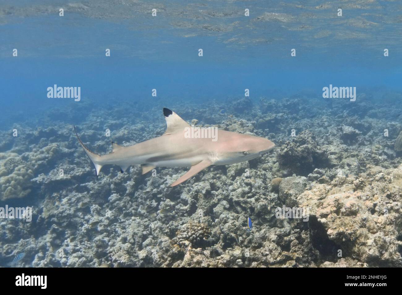 Blacktip reef shark underwater. Carcharhinus melanopterus Stock Photo - Alamy