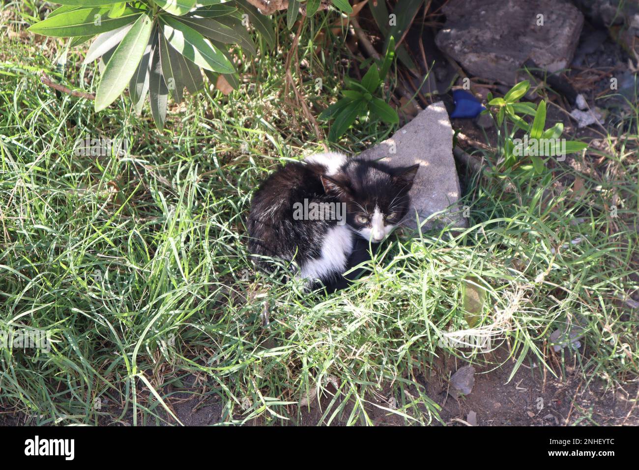 A cat between grasses Stock Photo - Alamy
