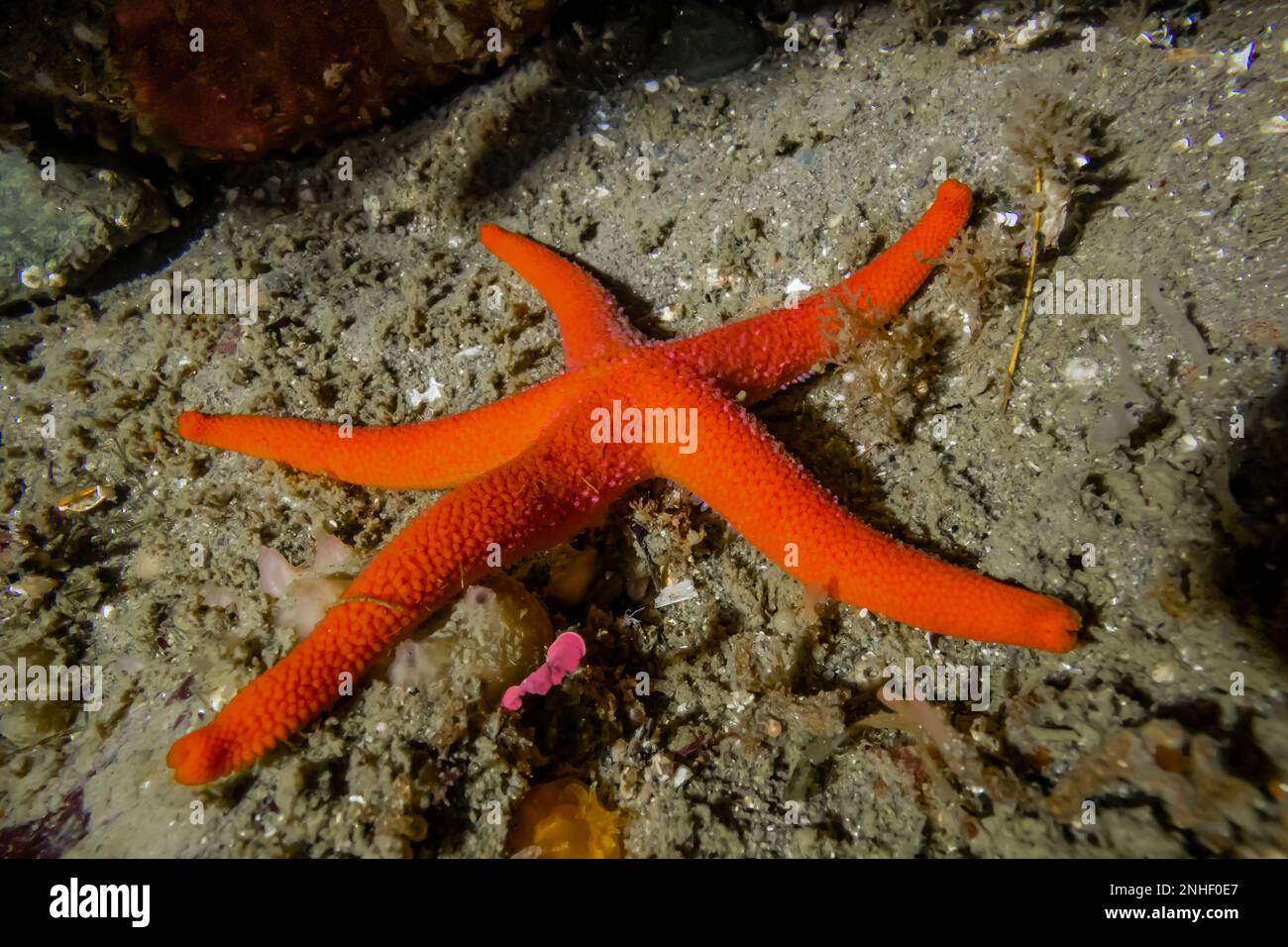 Pacific Blood Star, Henricia leviuscula, at Point of Arches in Olympic ...