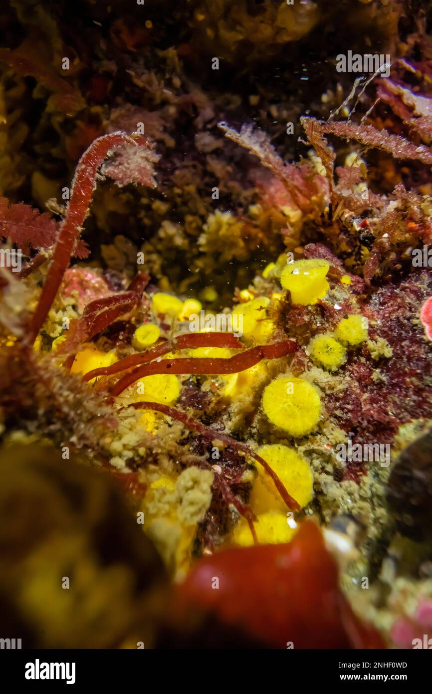 Sulphur Sponge, Cliona celata, at Point of Arches in Olympic National ...