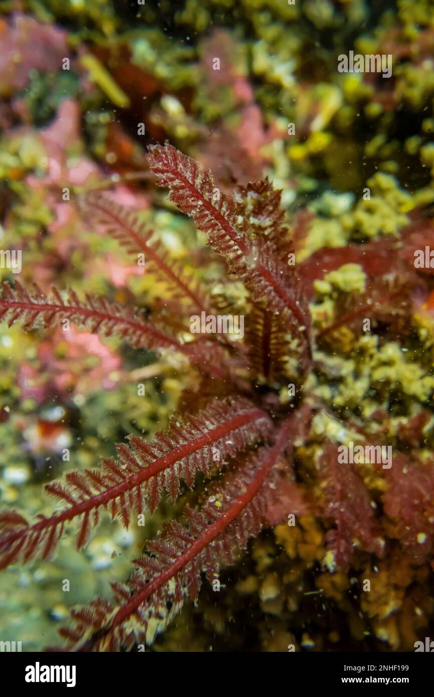 Branching Hydroid, Sertularella spp., at Point of Arches in Olympic ...