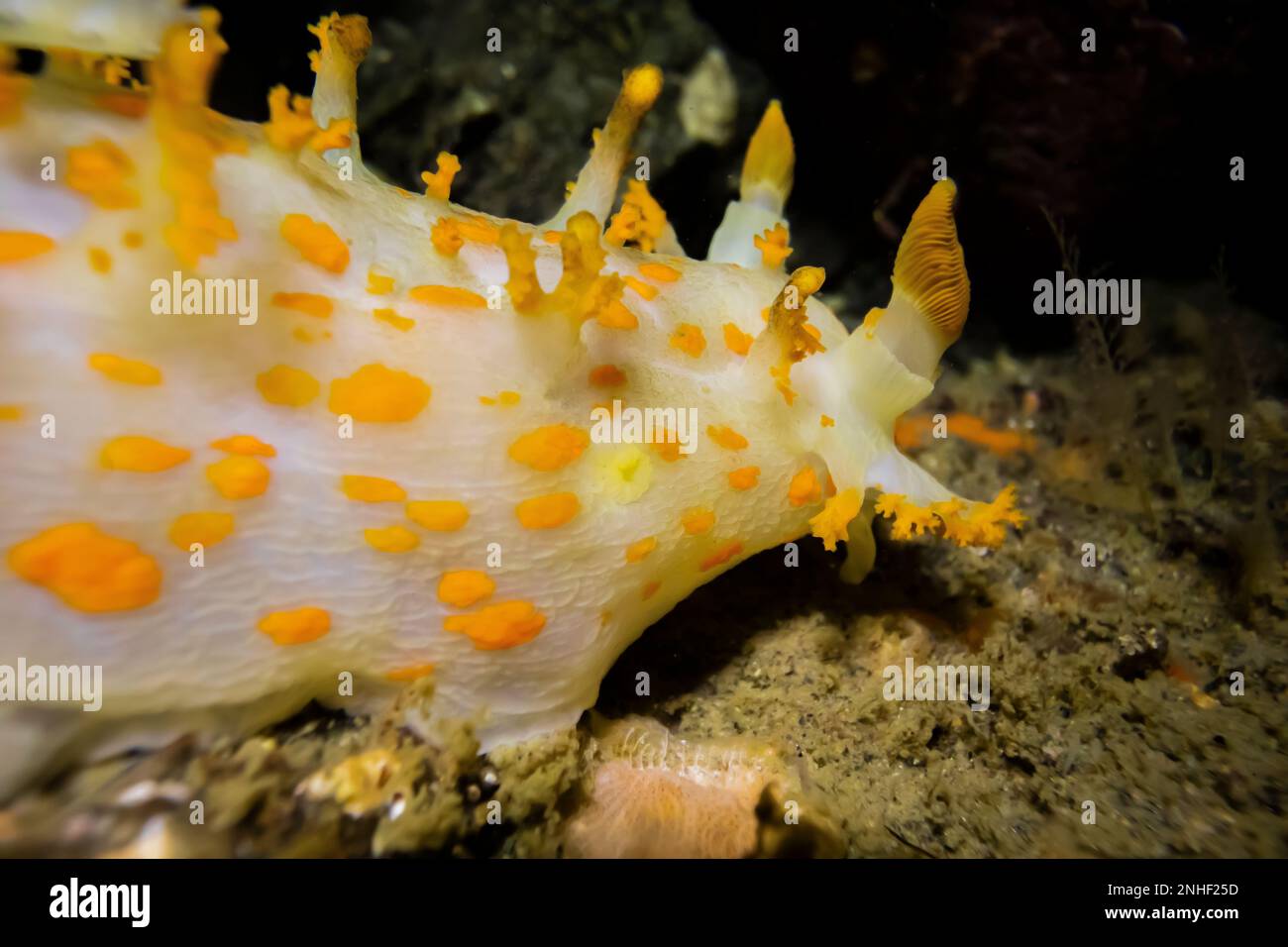 Modest Clown Dorid, Triopha modesta, in a Point of Arches tidepool in ...