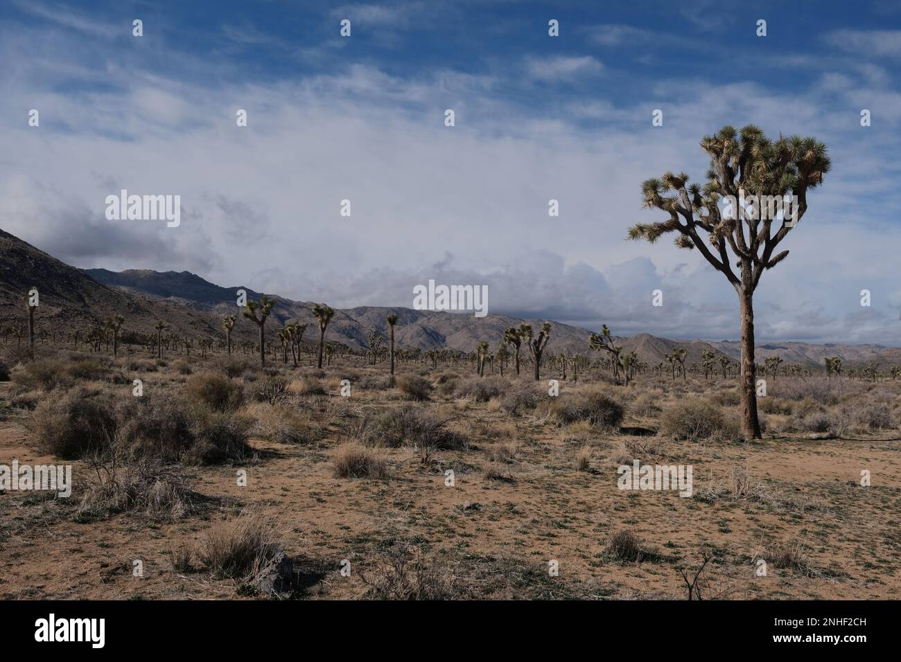 Western joshua tree hi-res stock photography and images - Alamy