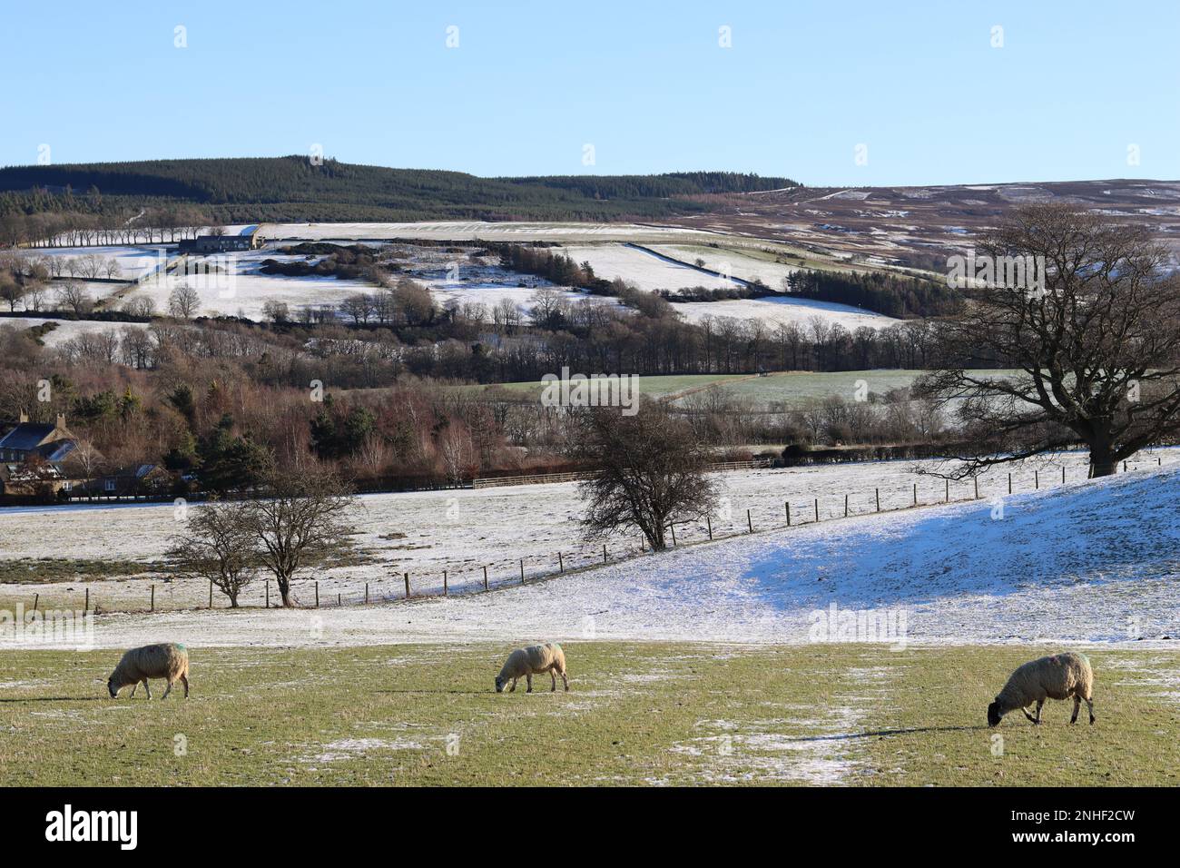 Winter landscape sheep in hi-res stock photography and images - Alamy