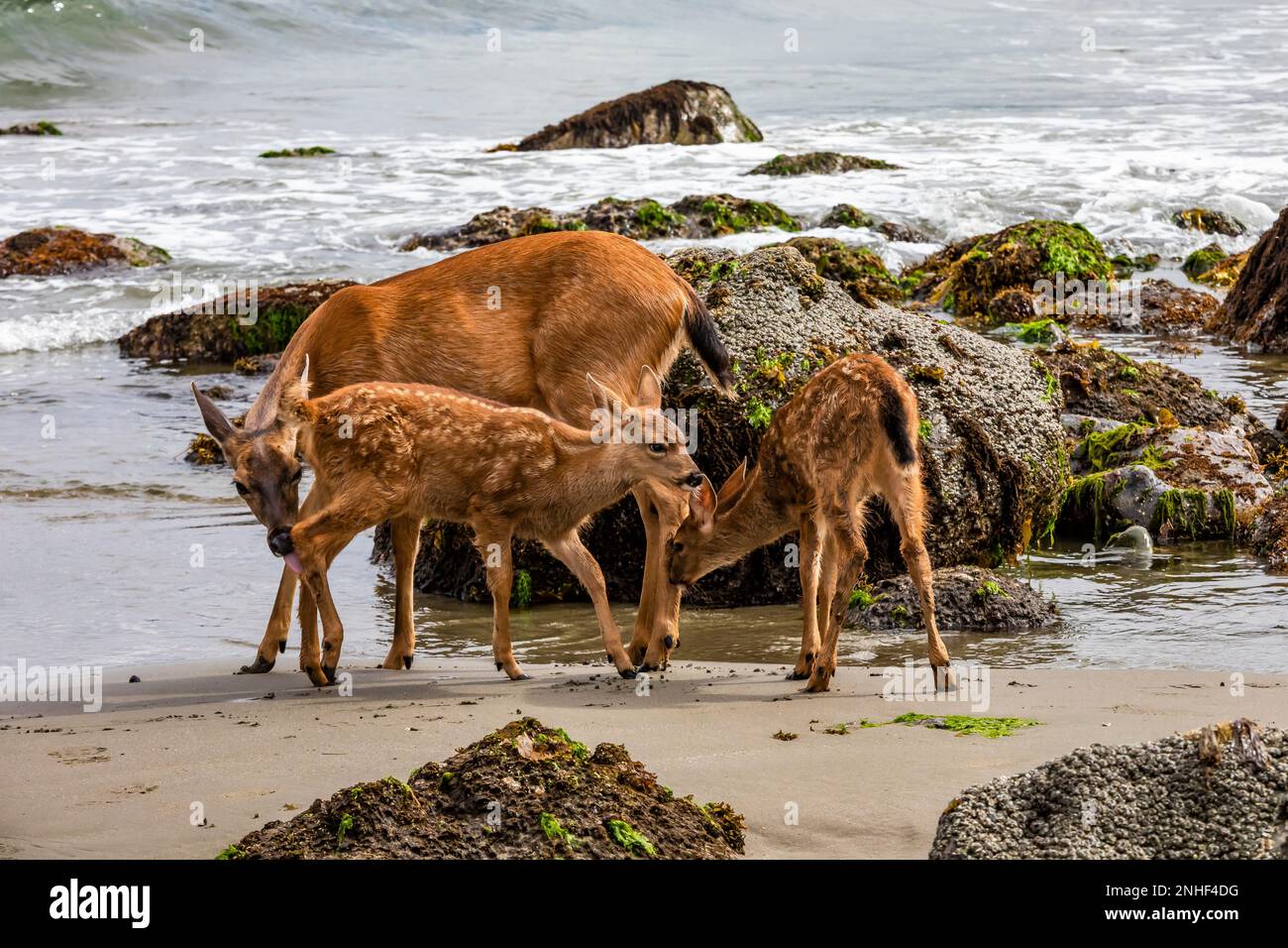 Columbian Blacktail Deer, Odocoileus hemionus columbianus, doe with ...