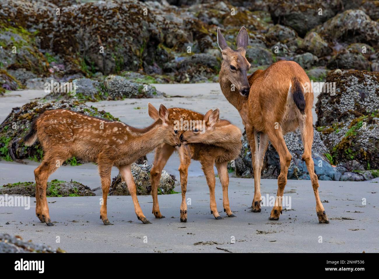 Columbian Blacktail Deer, Odocoileus hemionus columbianus, doe with ...