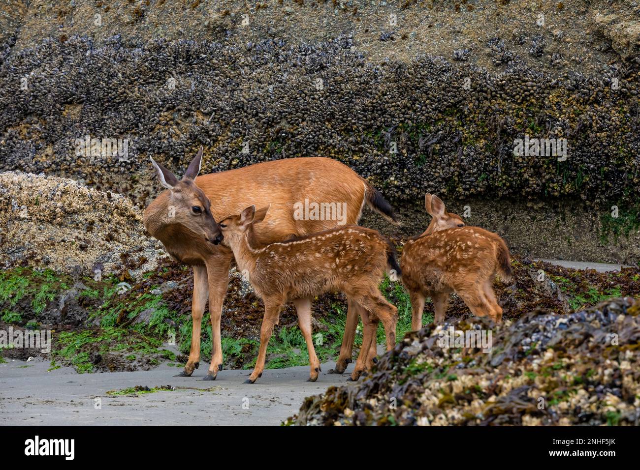 Columbian Blacktail Deer, Odocoileus hemionus columbianus, doe with ...