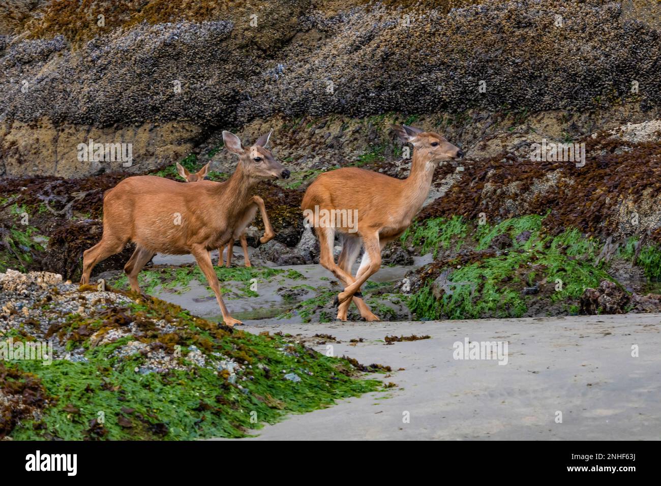 Columbian Blacktail Deer, Odocoileus hemionus columbianus, doe chasing ...