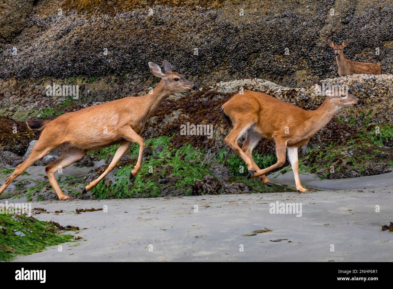 Columbian Blacktail Deer, Odocoileus hemionus columbianus, doe chasing ...
